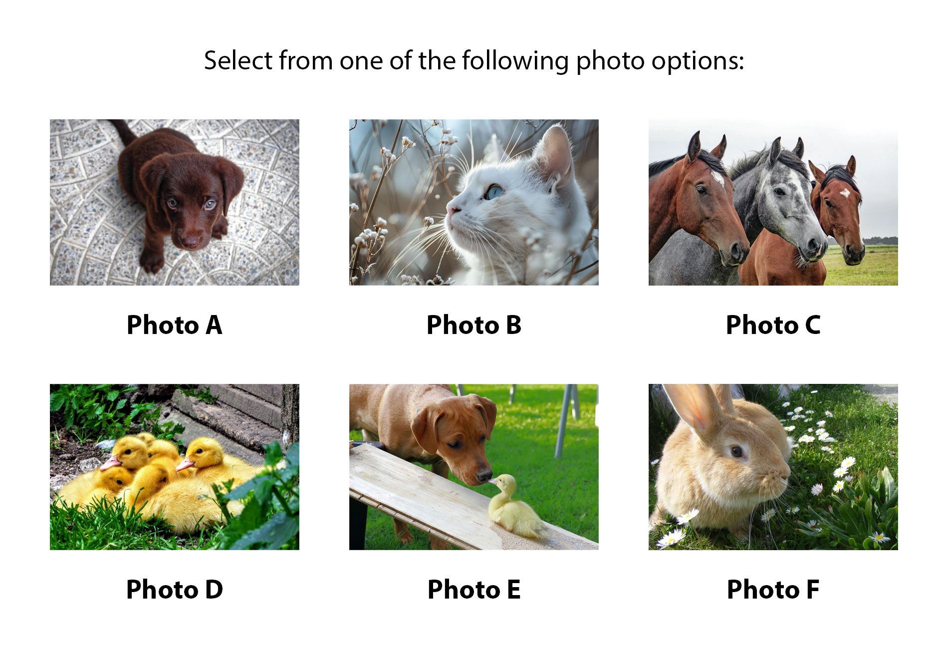 Z-Fold Greeting Card Calendar, Animals | ValueCalendars.com