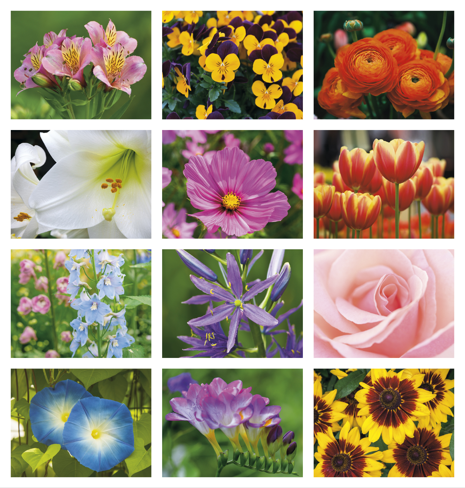 Flowers Spiral Wall Calendar | ValueCalendars.com