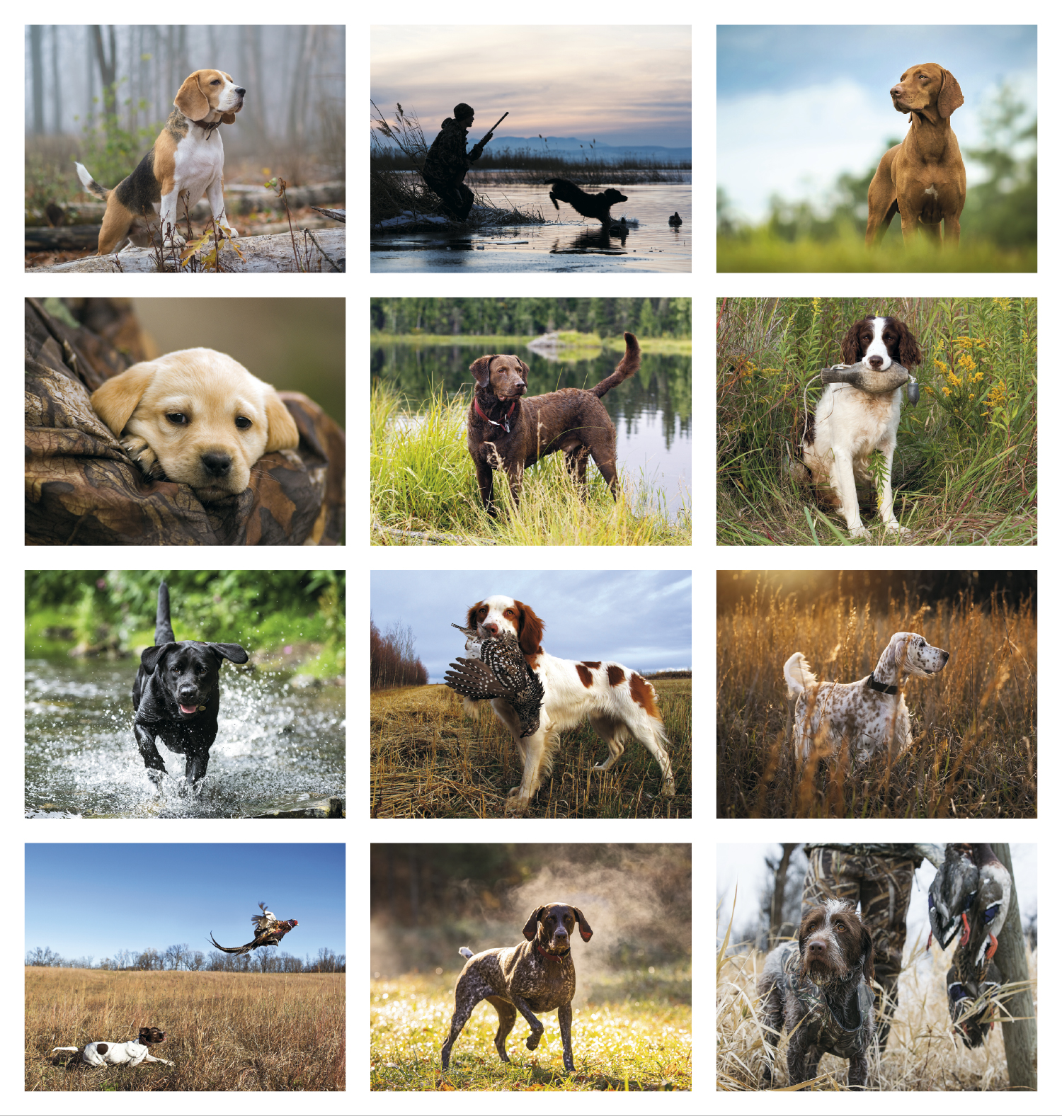Sporting Dogs Calendar | ValueCalendars.com
