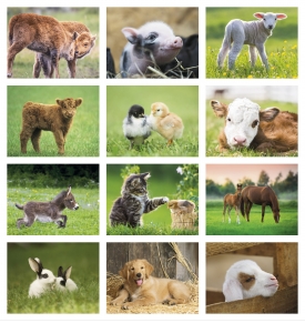 2026 Baby Farm Animals Calendar | 11" X 19" Imprinted Staple Bound ...